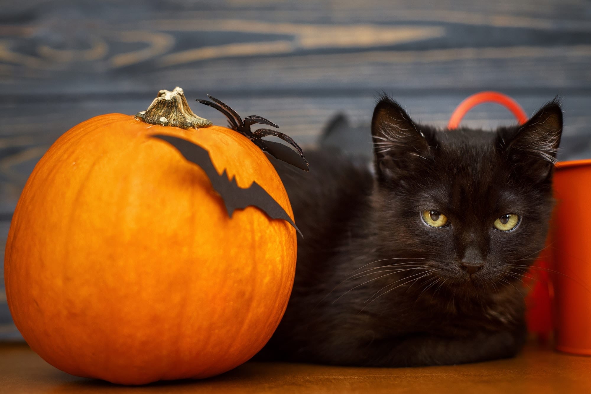 4 Profound Halloween Safety Tips For Pets