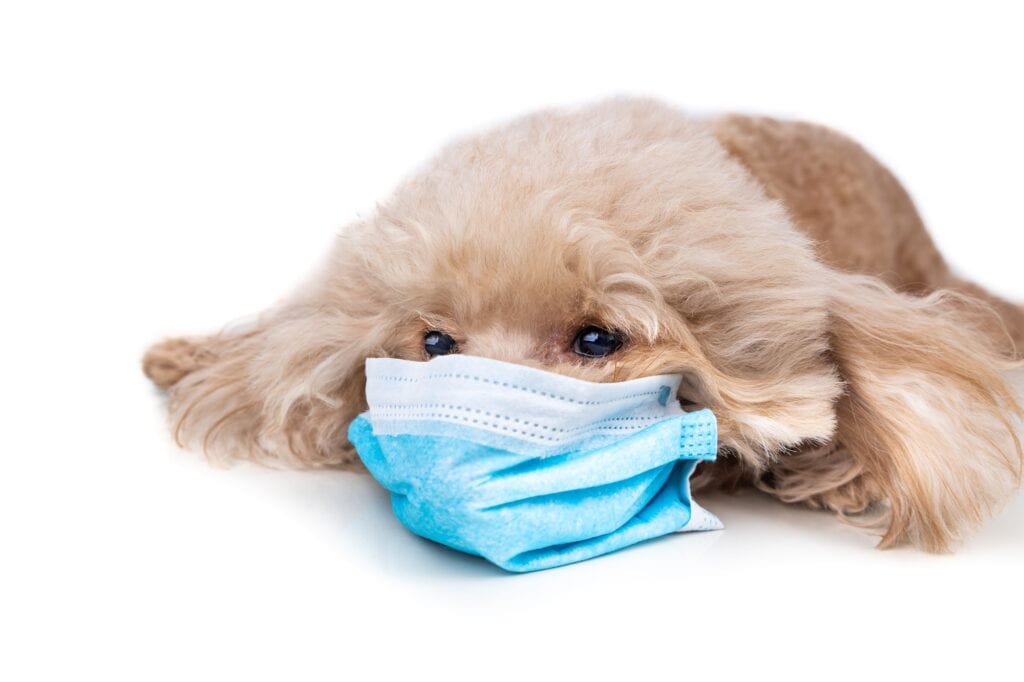 What Are The Most Common Types Of Cat Allergies 