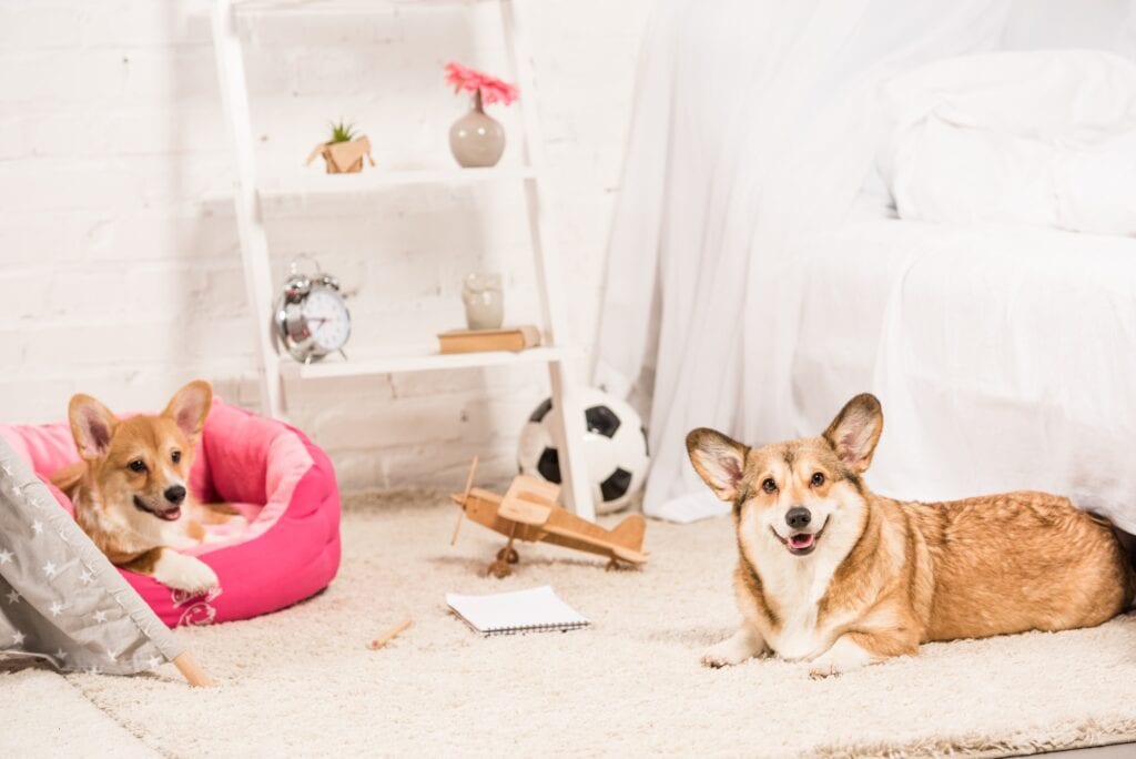 Which Animals Make the Best Pets for Your Home?