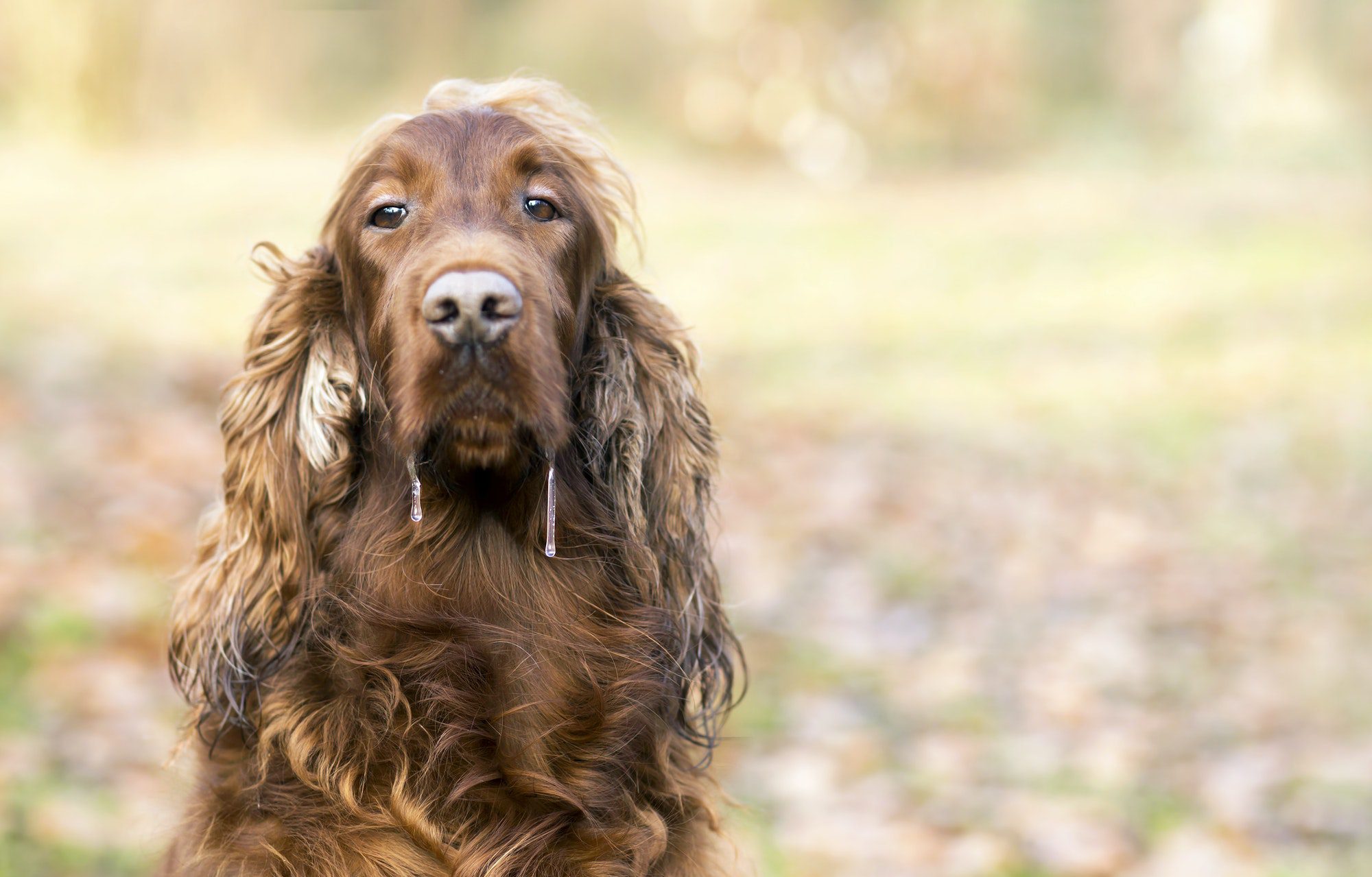 8 Most Dangerous Diseases That Can Kill Your Dog - Part 1