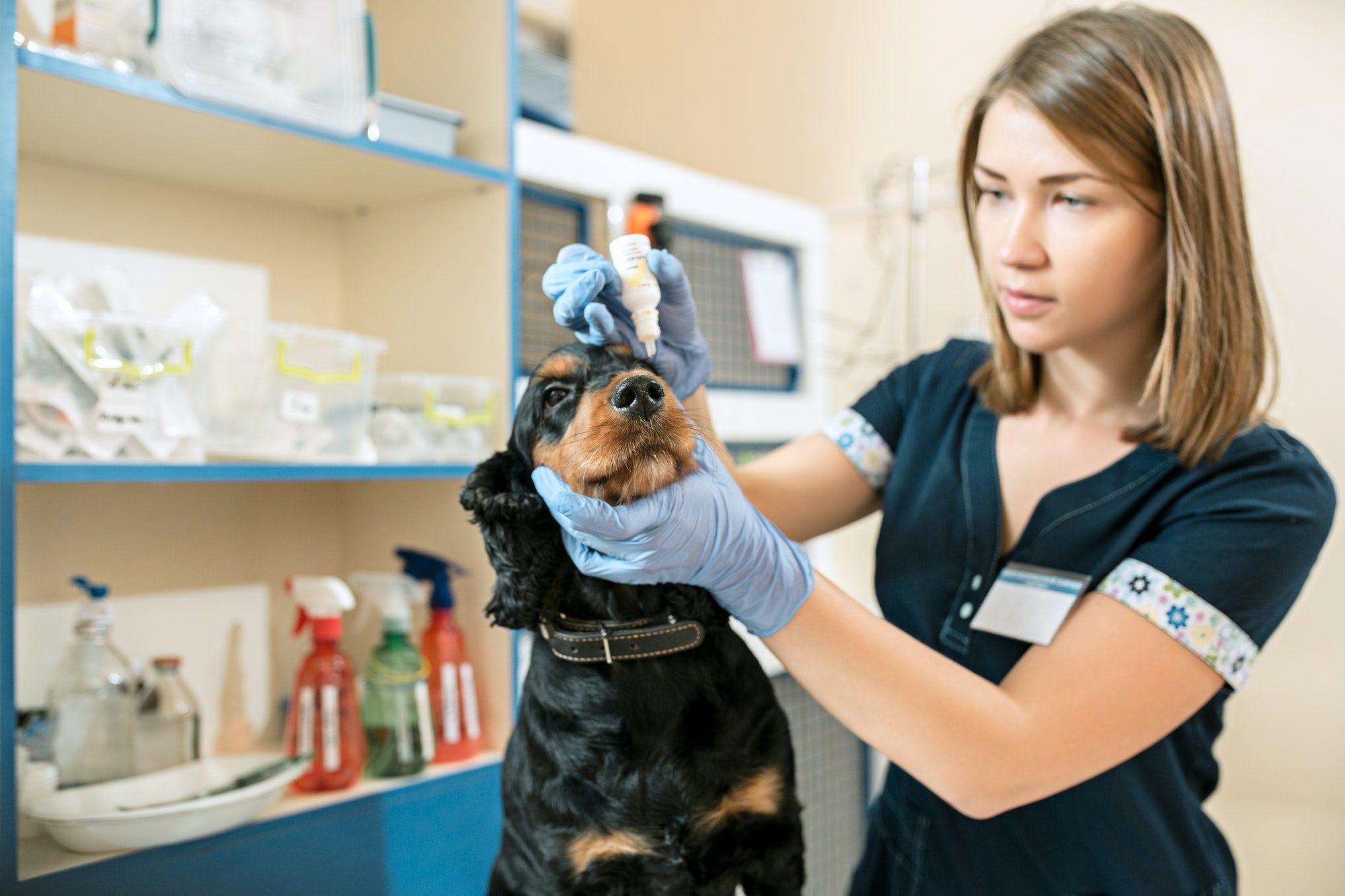 8 General Pet Care Rules That Every Pet Owner Must Know 8 General Pet Care Rules That Every Pet Owner Must Know