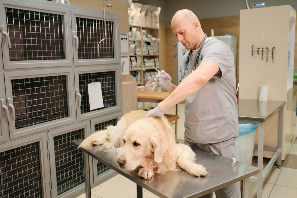 The Complete Guide To Puppy Vaccinations In The First Year