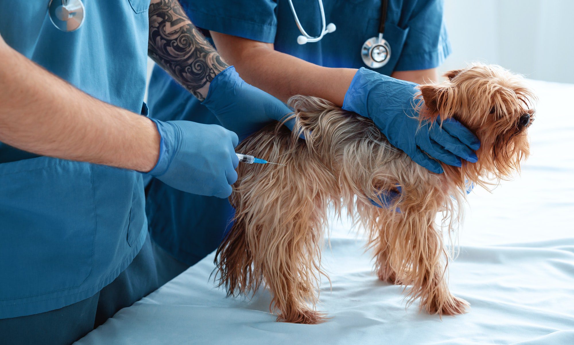 The Complete Guide To Puppy Vaccinations In The First Year