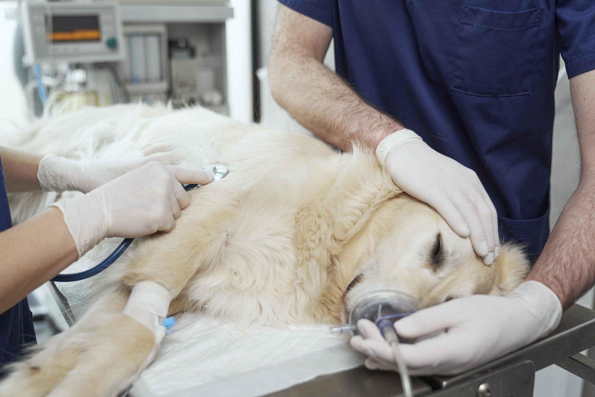 5 Alarming Medical Conditions In Dogs Which Require Immediate Action