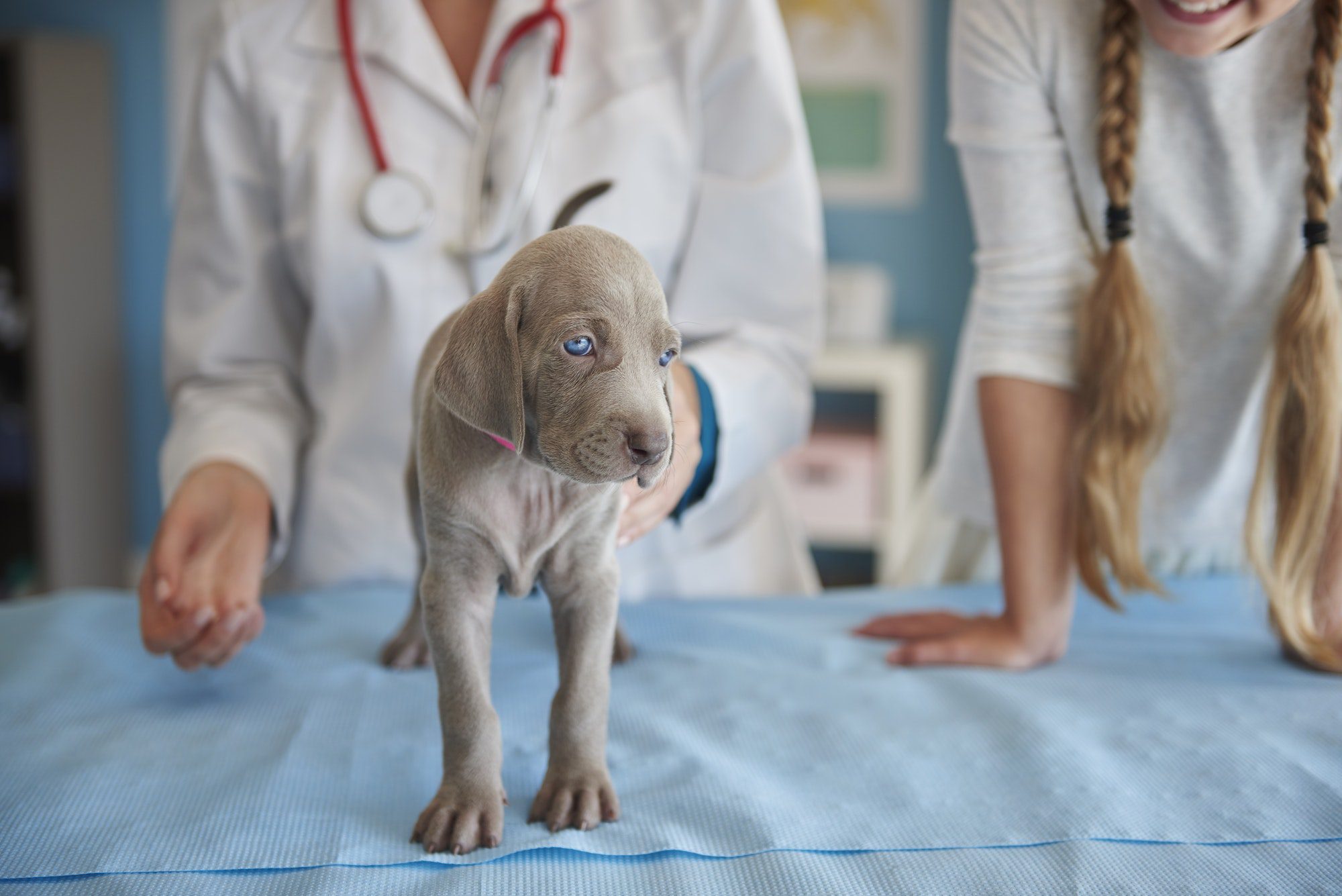 5 Must-Know Dog First Aid Tips That Can Save Life