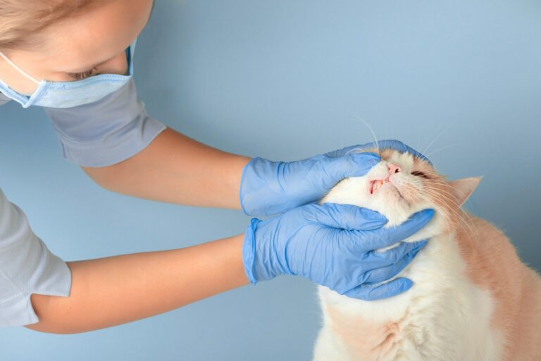 7 Common Cat Diseases And Their Symptoms