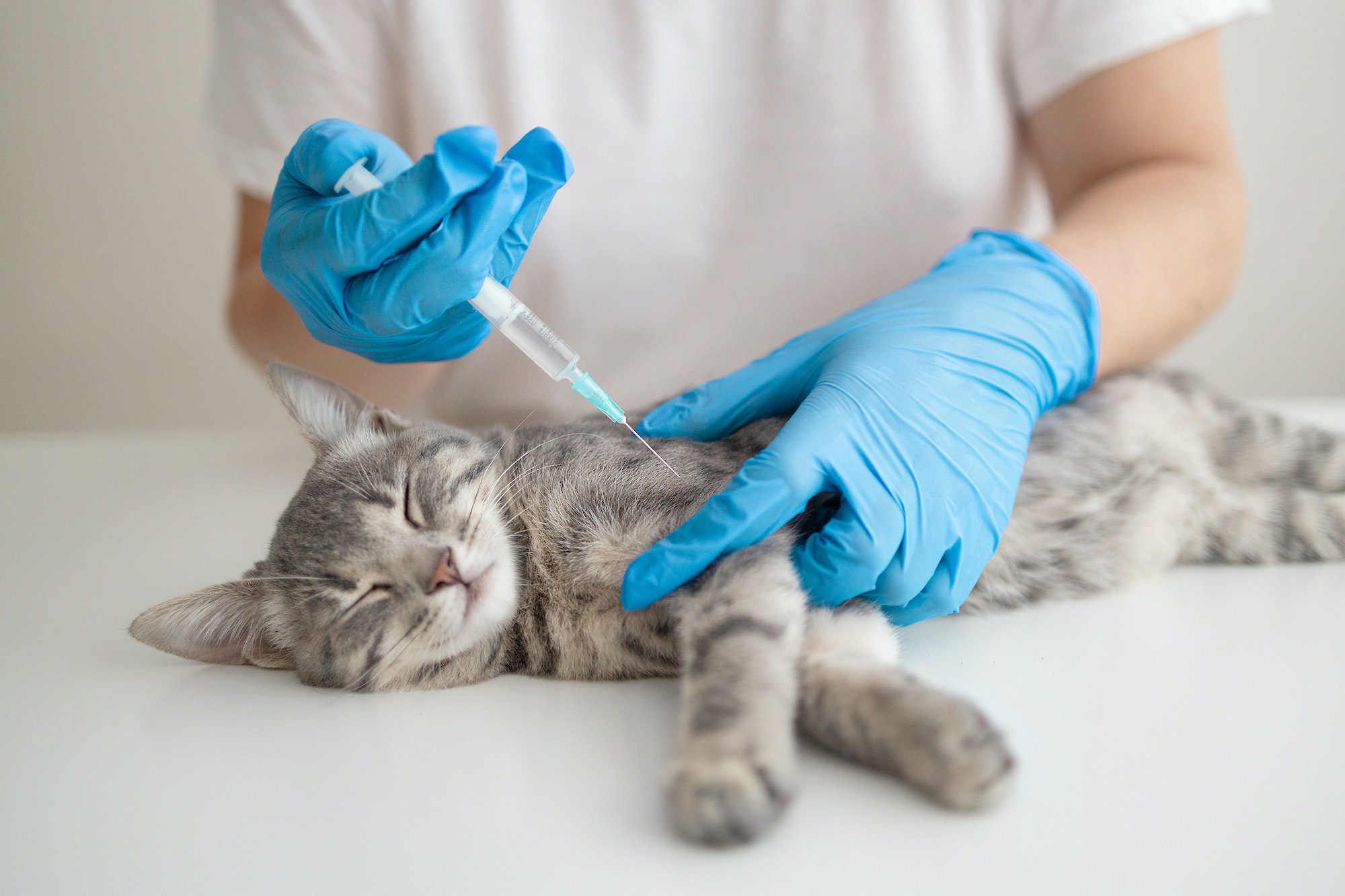 Cat Behavior Is Your Cat Sick What Vets Say