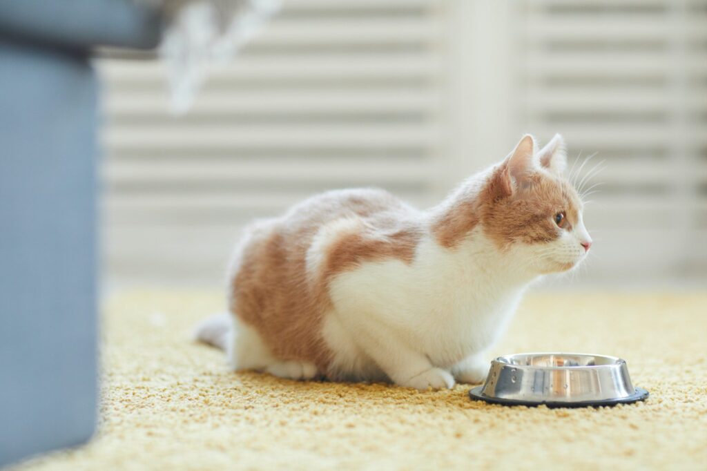 4 Alarming Reasons Why Your Cat Is Not Eating
