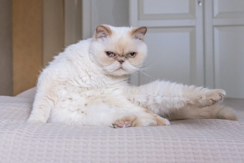 5 Feline Traits: Understanding Your Cat’s Personality