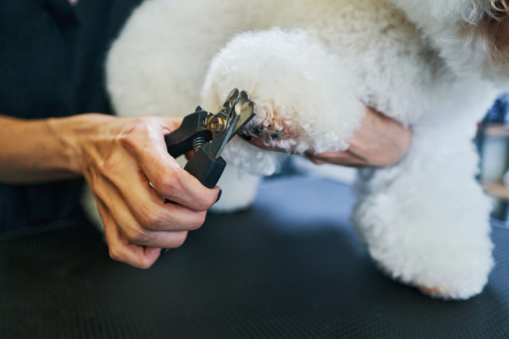 A Deep Dive Into The Skill Of Pet Nail Trimming