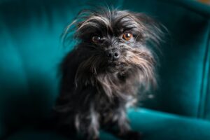 A Comprehensive Guide To FAS In Pets