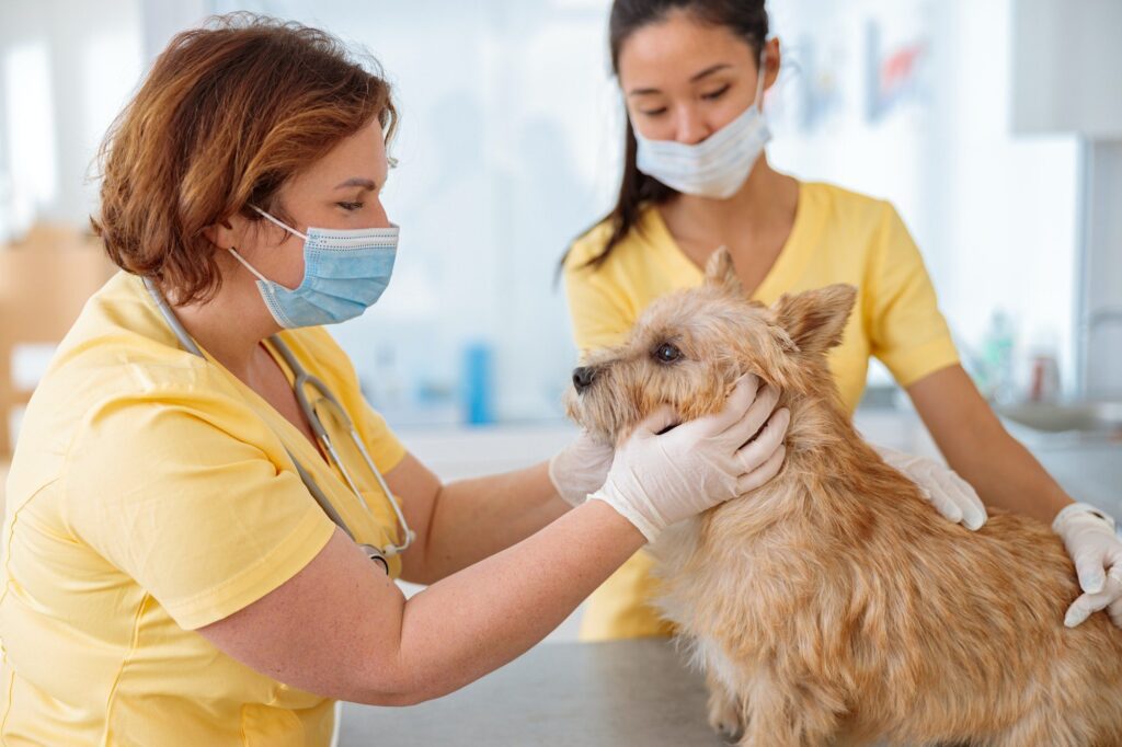 Understanding The Signs And Symptoms Of High Blood Pressure In Dogs