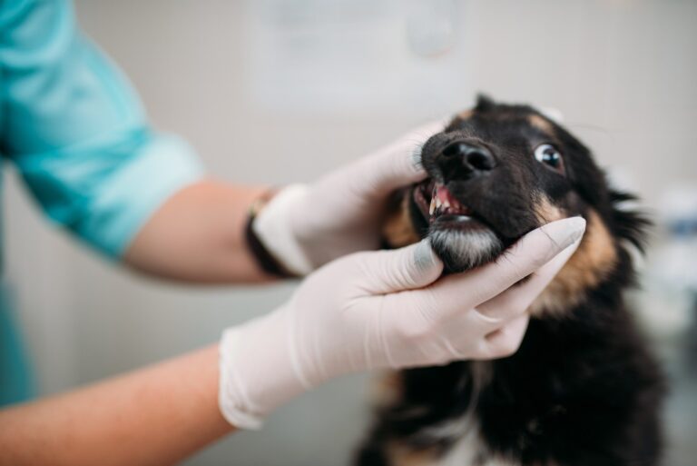 understanding-the-signs-and-symptoms-of-high-blood-pressure-in-dogs