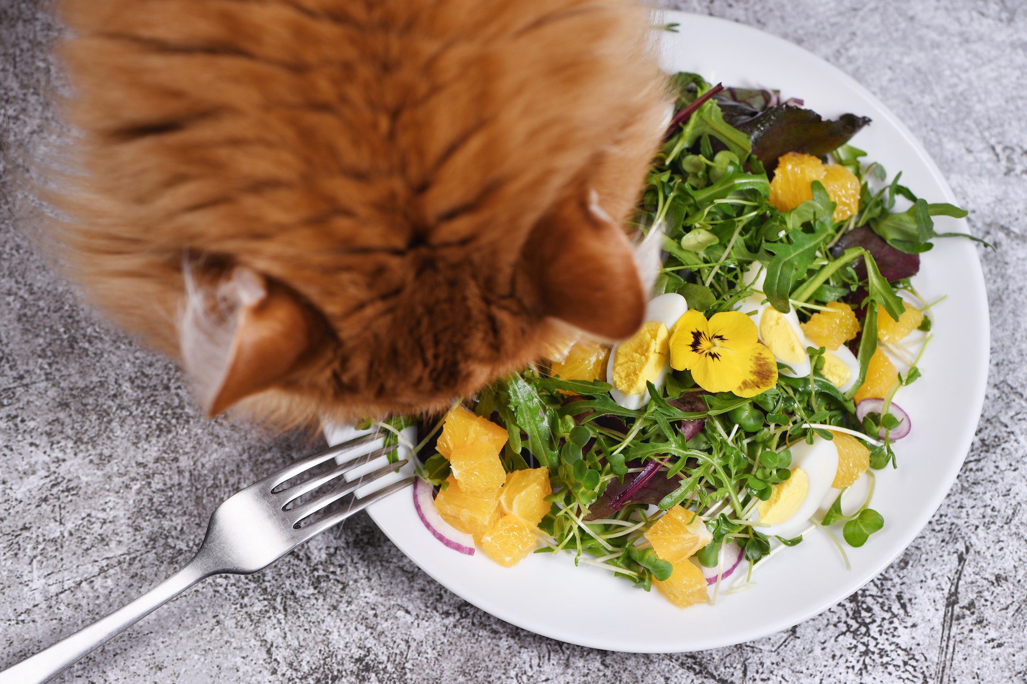 5 Common Human Foods Toxic for Pets