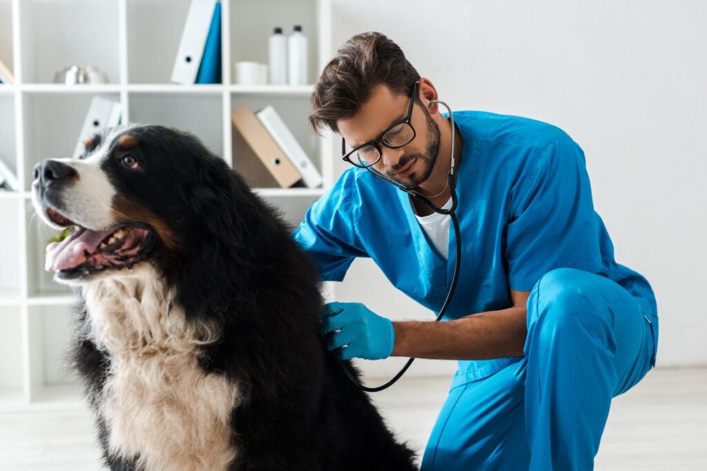 7 Alarming Signs Your Dog Needs Emergency Care