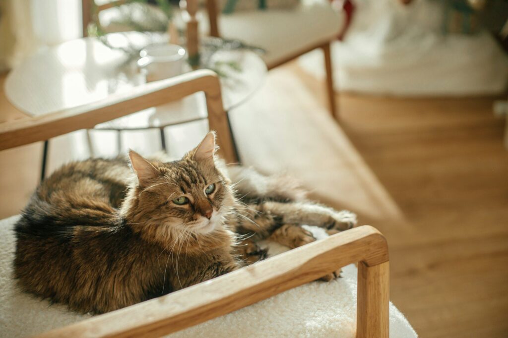 A Guide To Identifying And Preventing Seasonal Allergies In Cats
