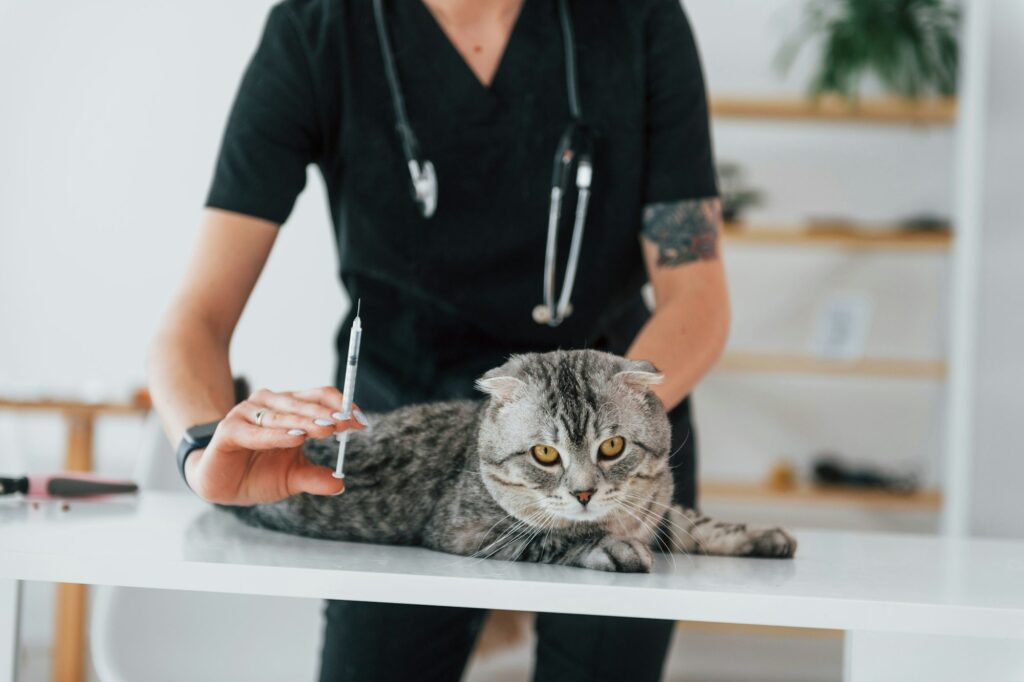 Understanding The Types And Importance Of Cat Vaccinations