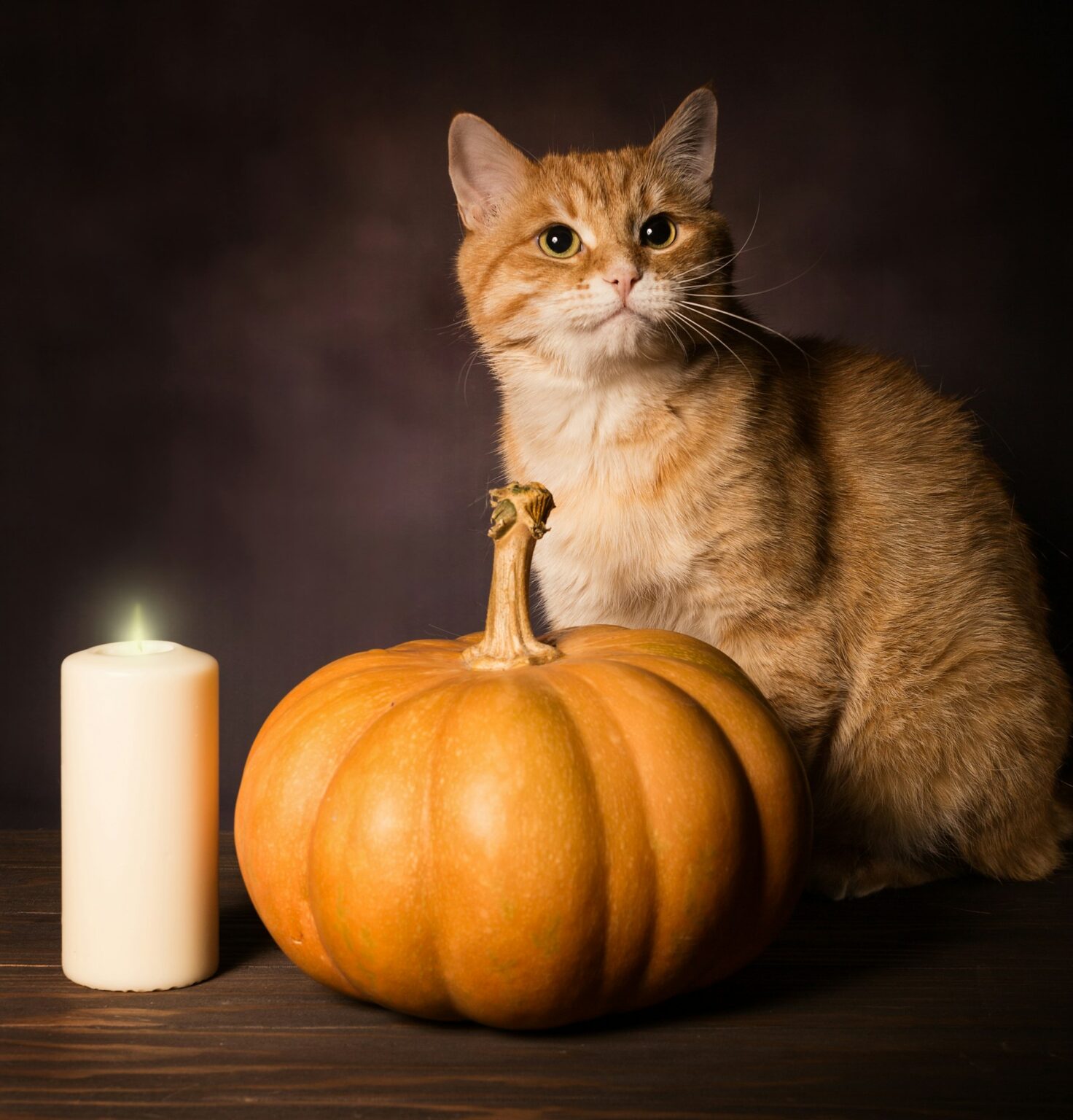 What Are The Health Benefits Of Pumpkin For Cats?