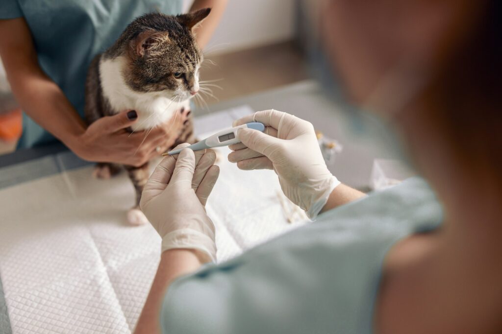 Low Body Temperature In Cats: What You Need To Do