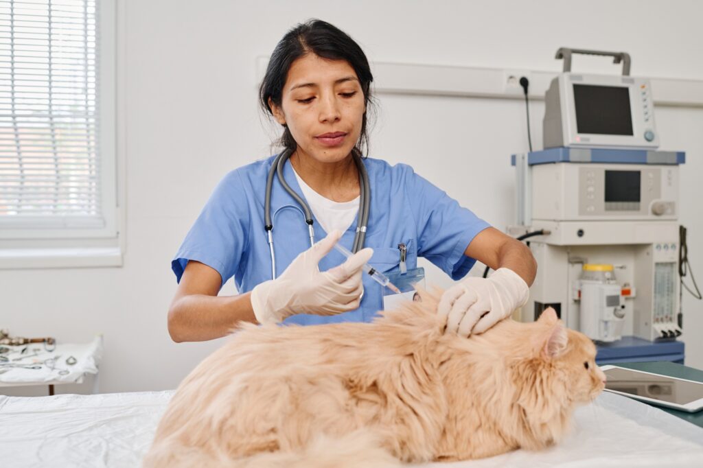 The Joy of Cat Vaccines: Essential Care for Your Feline
