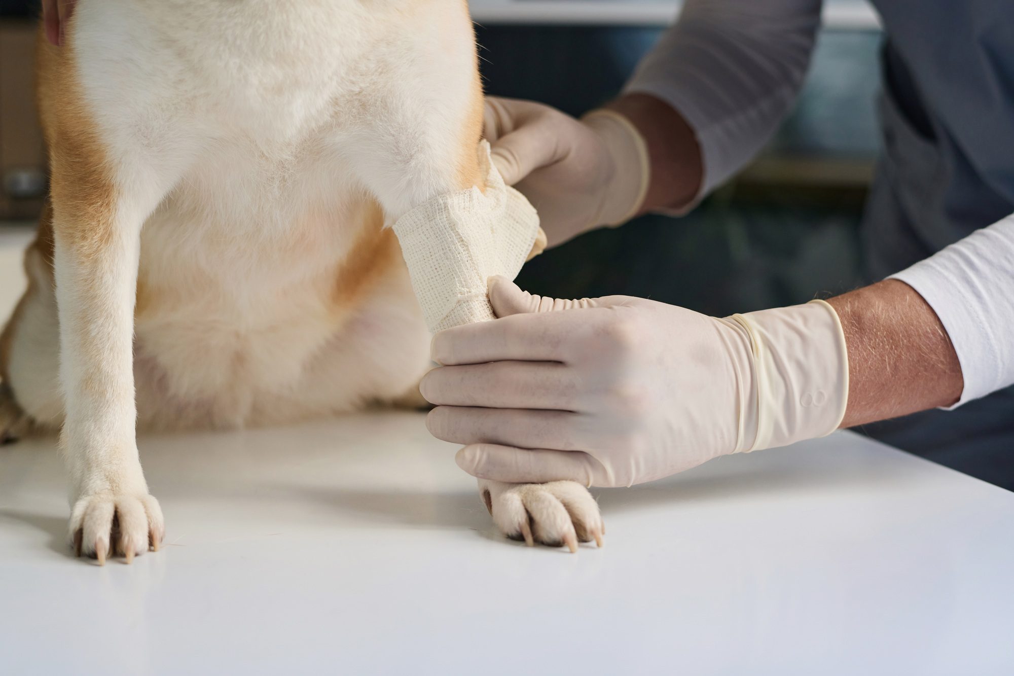 Essential First Aid Kit for Happy, Healthy Pets