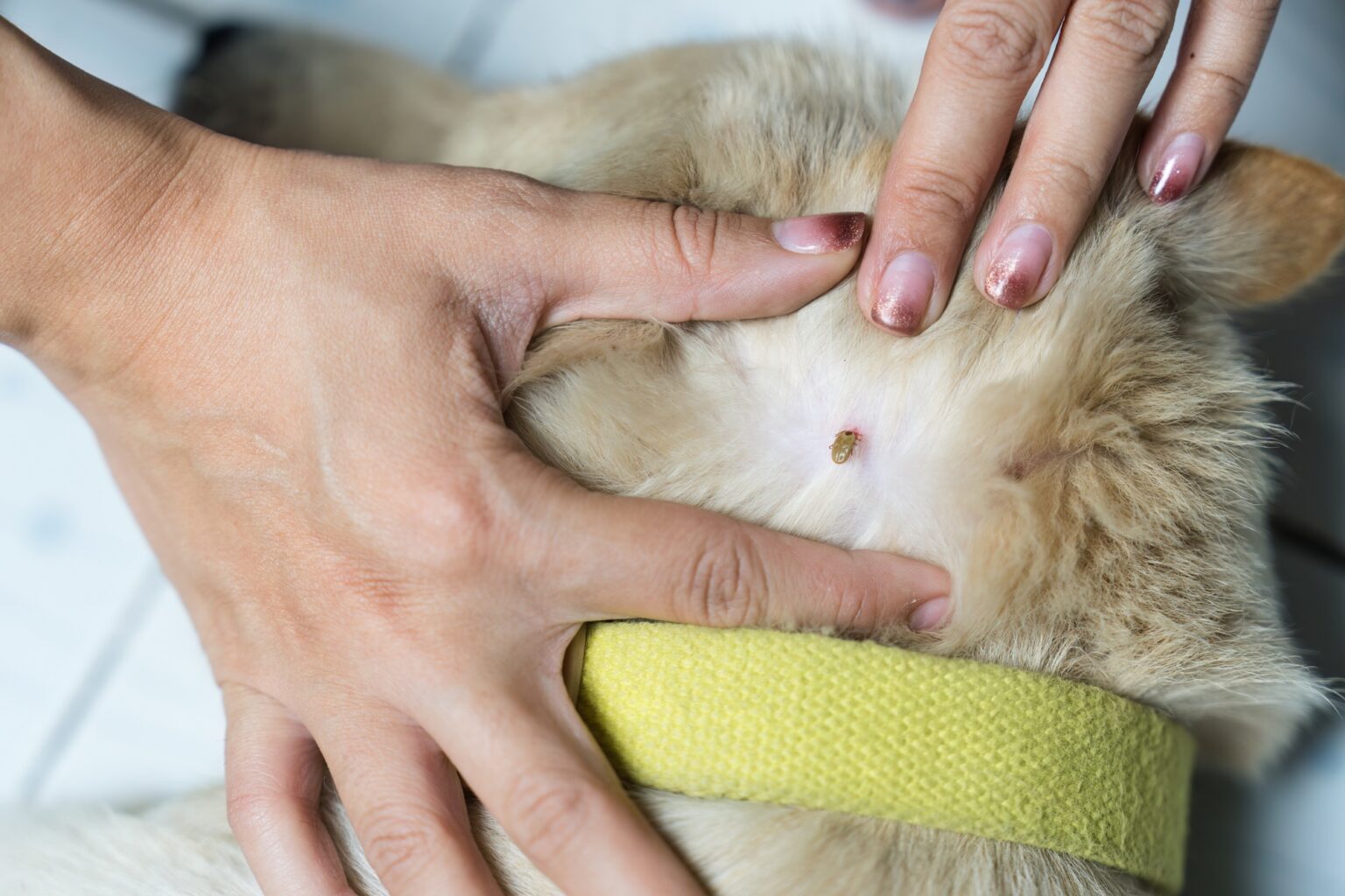 What Every Dog Owner Should Know About Tick-Borne Diseases? - Autumn ...