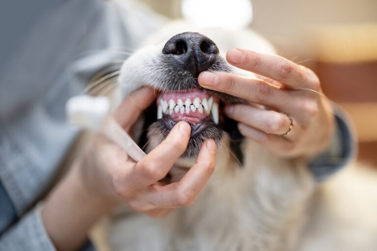 A Comprehensive Guide To FAS In Pets